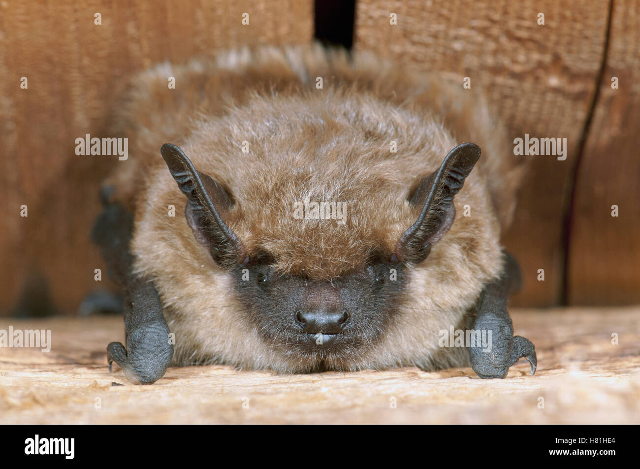 Serotine (Eptesicus serotinus) hanging from wooden beams of loft, Horst ...