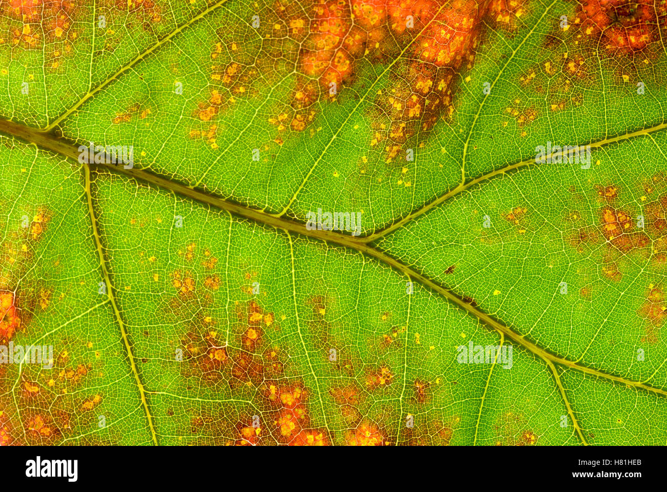 Oak (Quercus sp) leaf showing rib and veins, Venray, Netherlands Stock ...