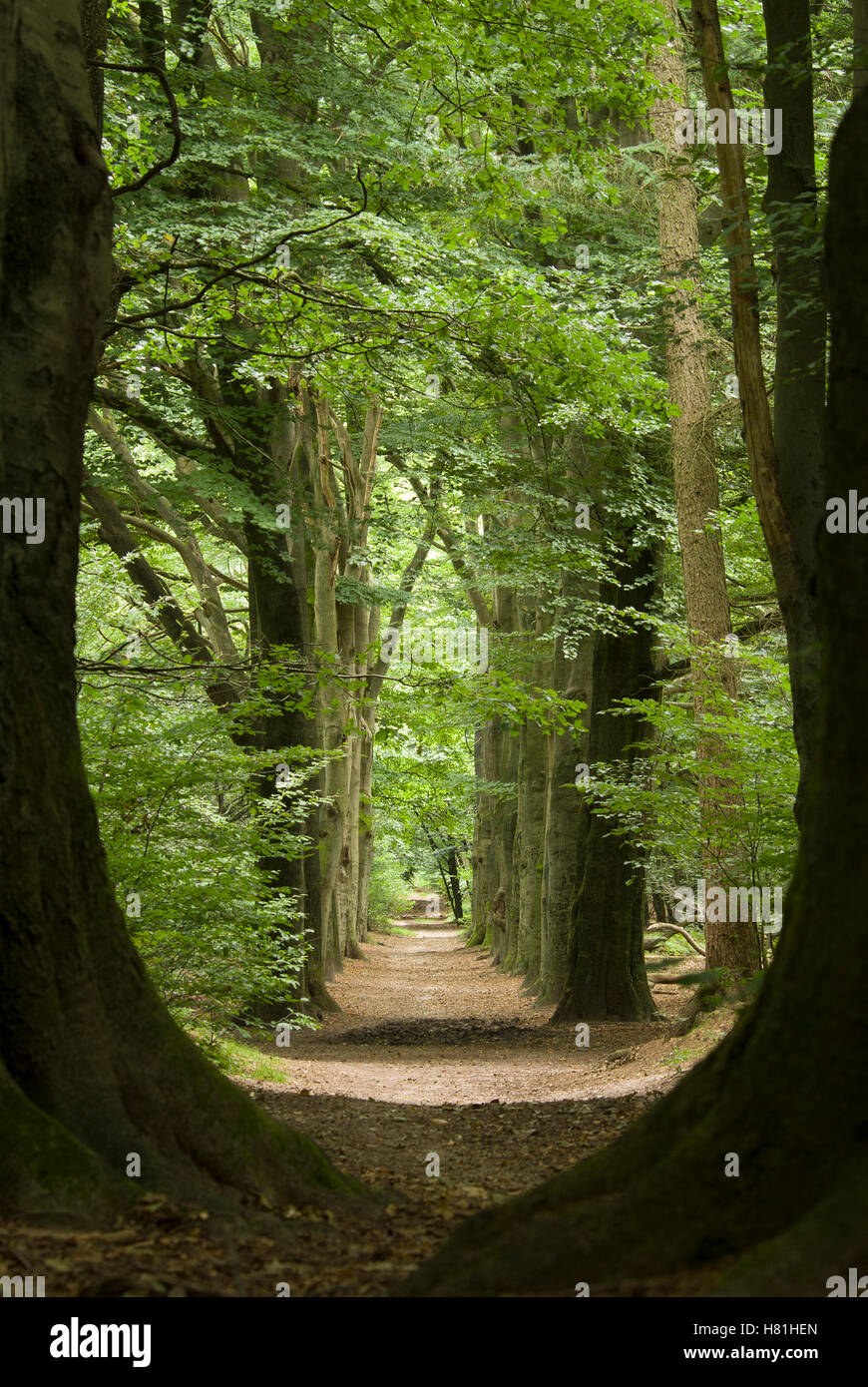 Beech (Fagus sp) old trees lining path, Ede, Netherlands Stock Photo ...