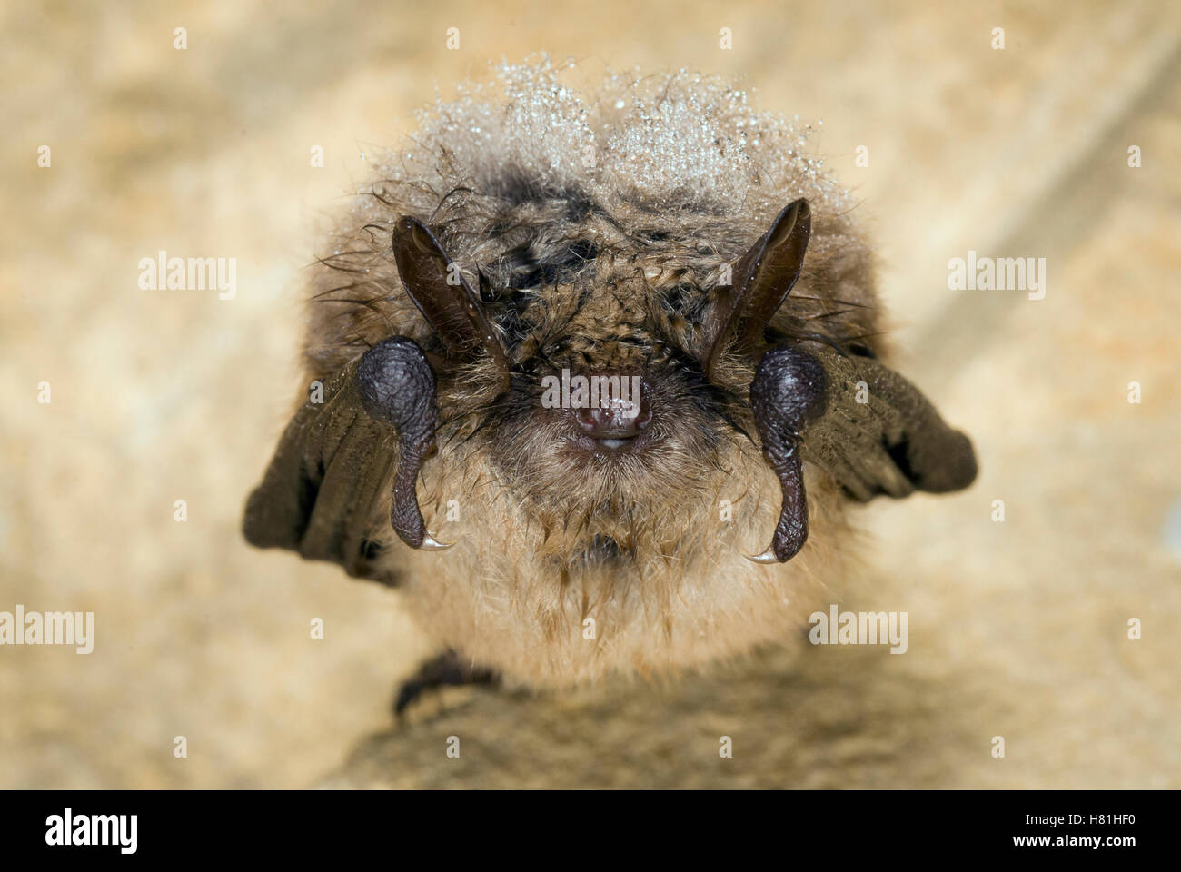 Geoffroy's Bat (Myotis emarginatus) hanging in limestone cave, Eijsden ...