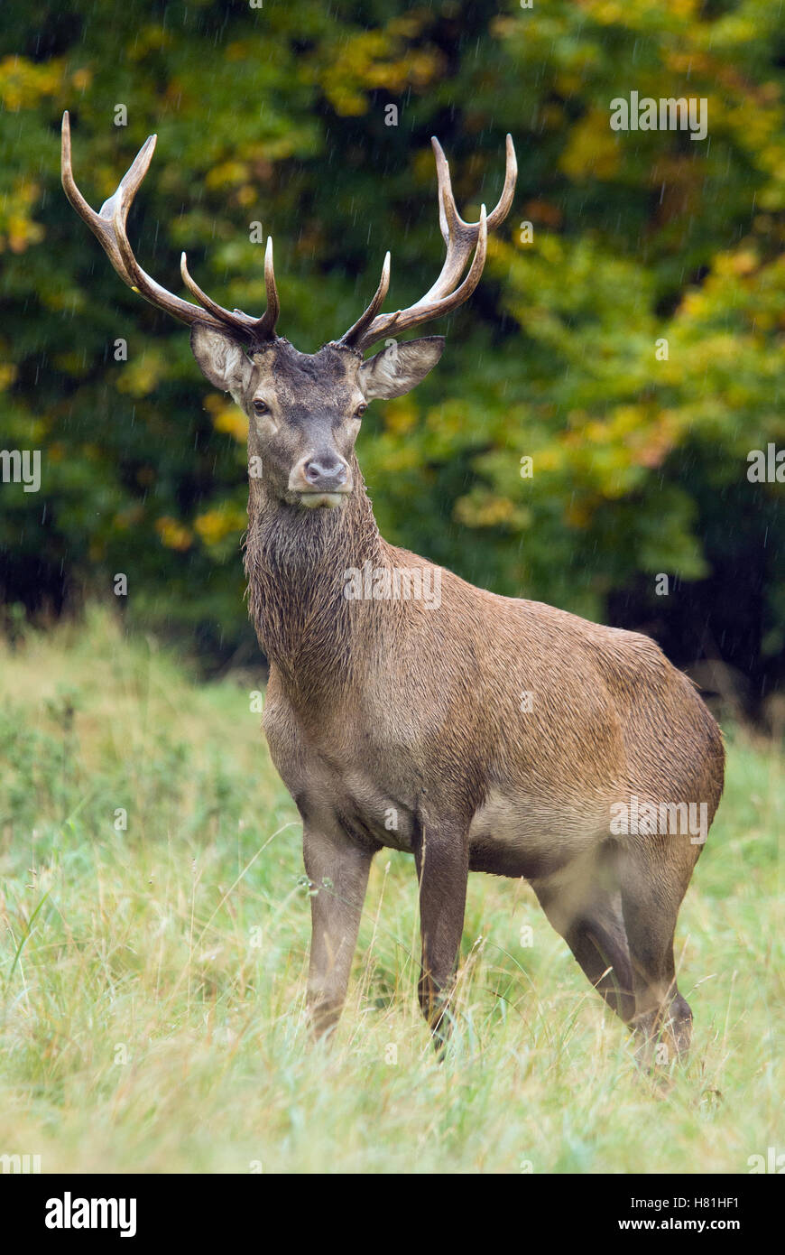 Red Deer (Cervus elaphus) young stag, Copenhagen, Denmark Stock Photo ...