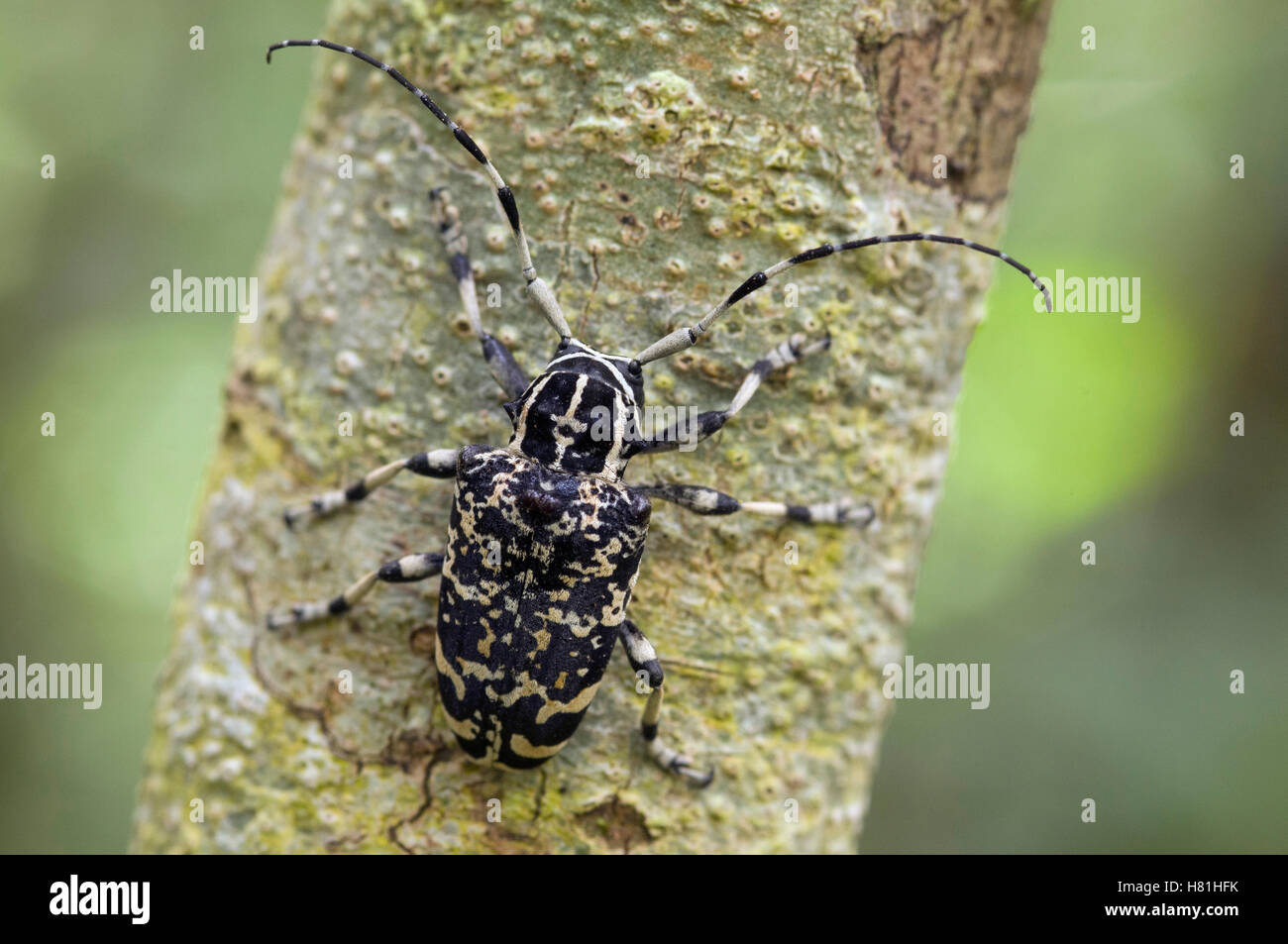 Longhorn Beetle (Cerambycidae), Andasibe, Madagascar Stock Photo - Alamy