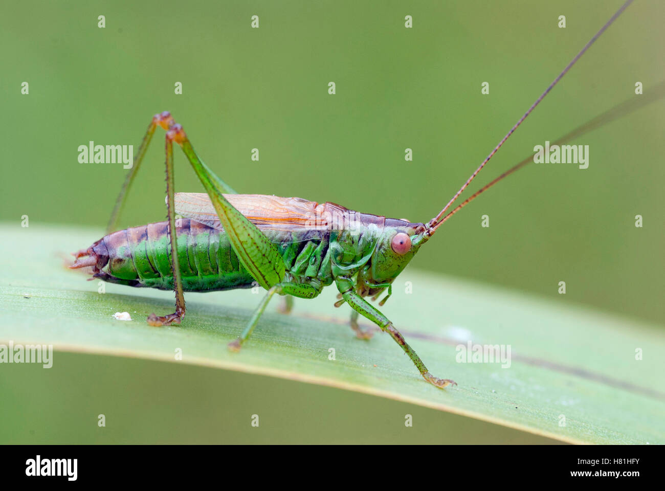 Short-winged Conehead (Conocephalus dorsalis) cricket male, Echt ...