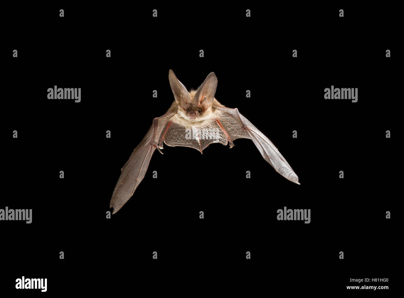 Brown Big-eared Bat (Plecotus auritus) flying, Venray, Netherlands ...