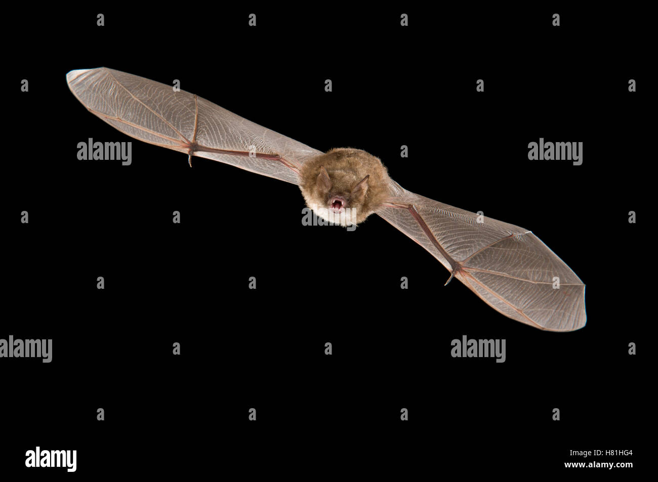 Geoffroy's Bat (Myotis emarginatus) flying, Belgium Stock Photo - Alamy
