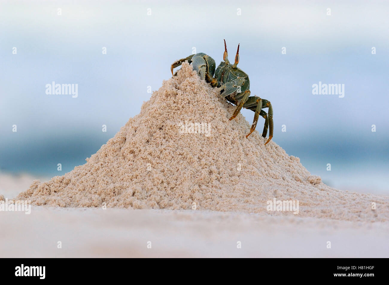 Ghost Crab (Ocypode ceratophthalma) digging a hole in sandy beach ...
