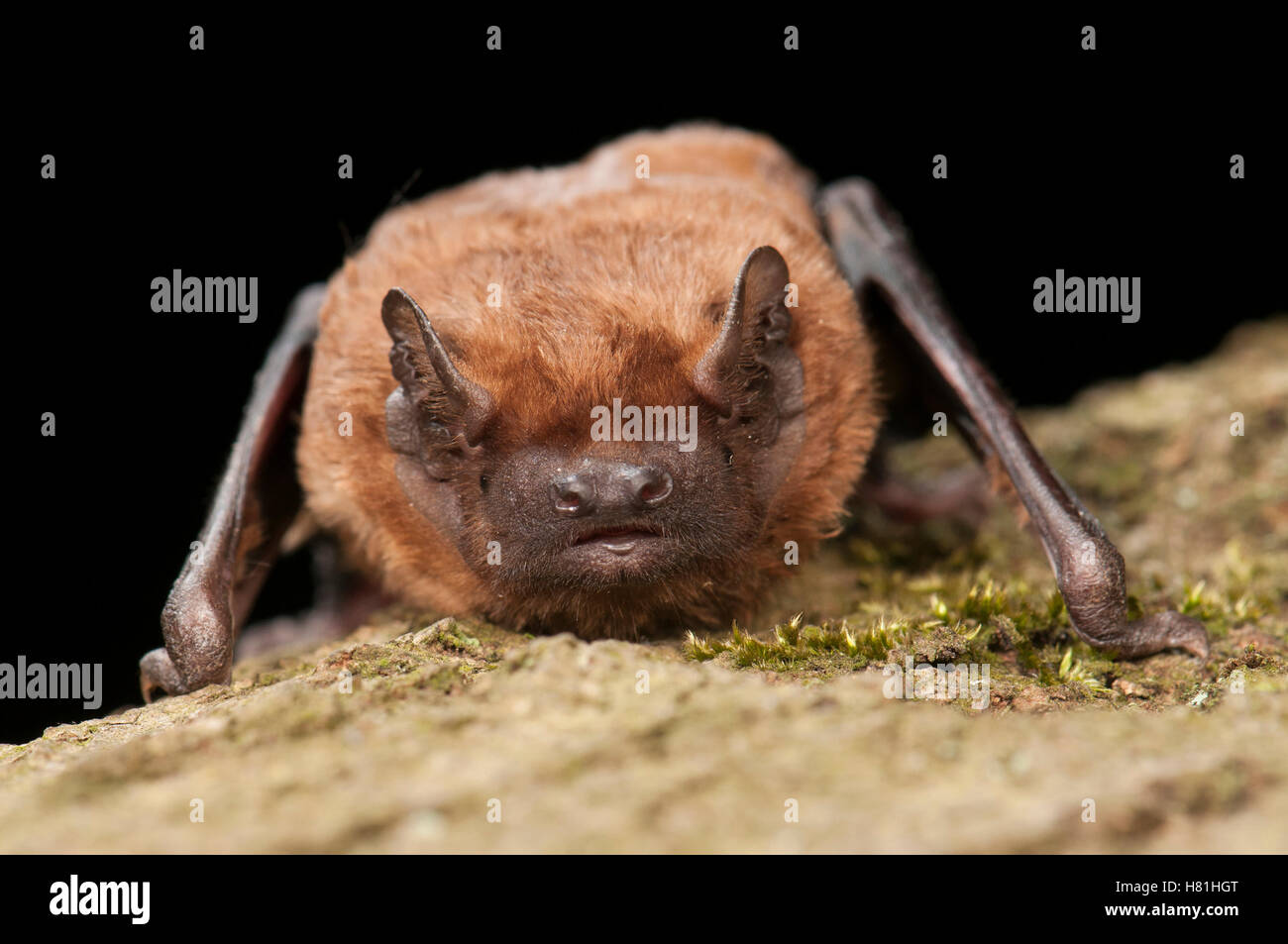 Noctule (Nyctalus noctula) bat on tree trunk, Heeze, Netherlands Stock ...