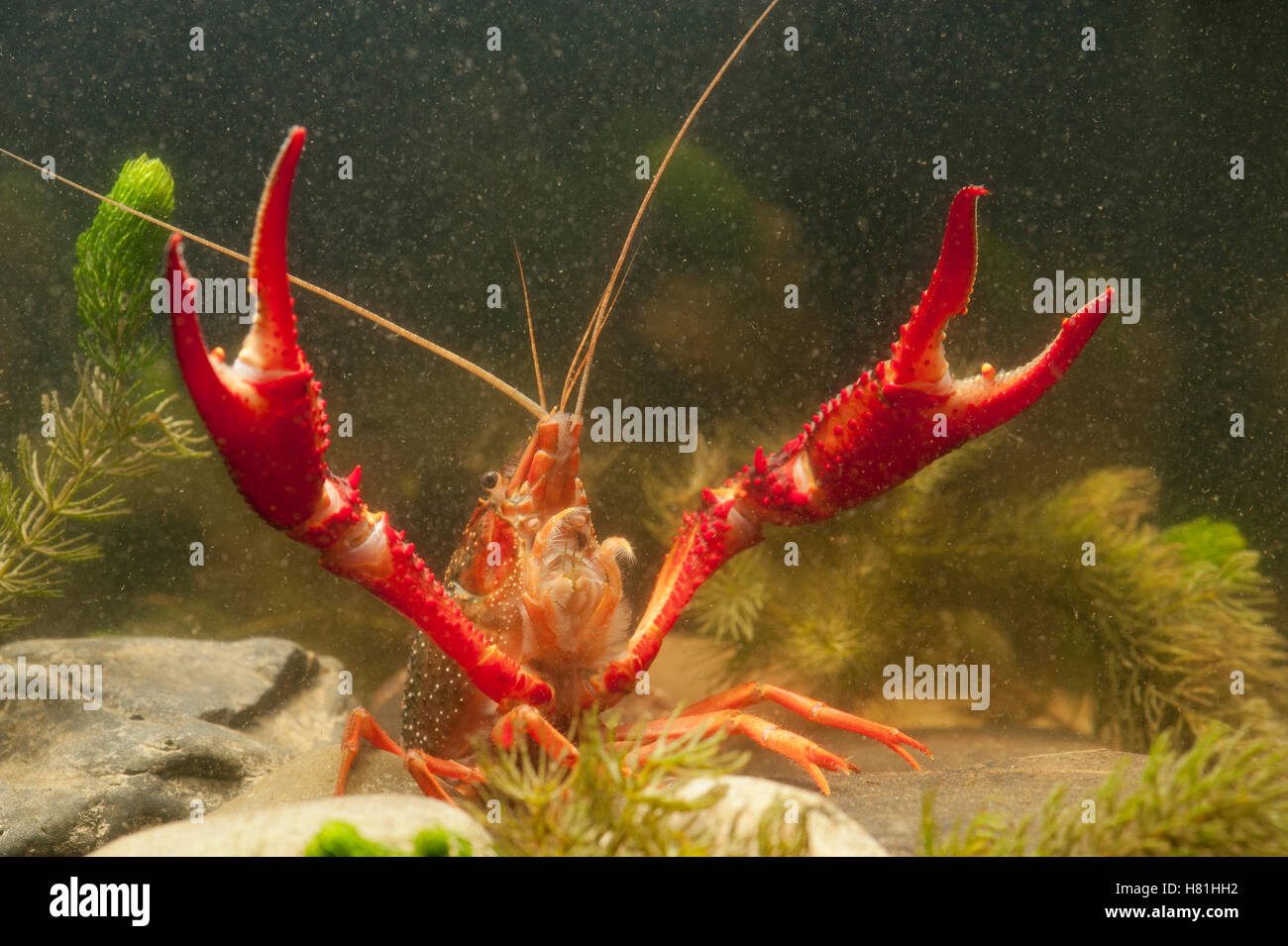Louisiana Crayfish (Procambarus clarkii) in defense posture ...