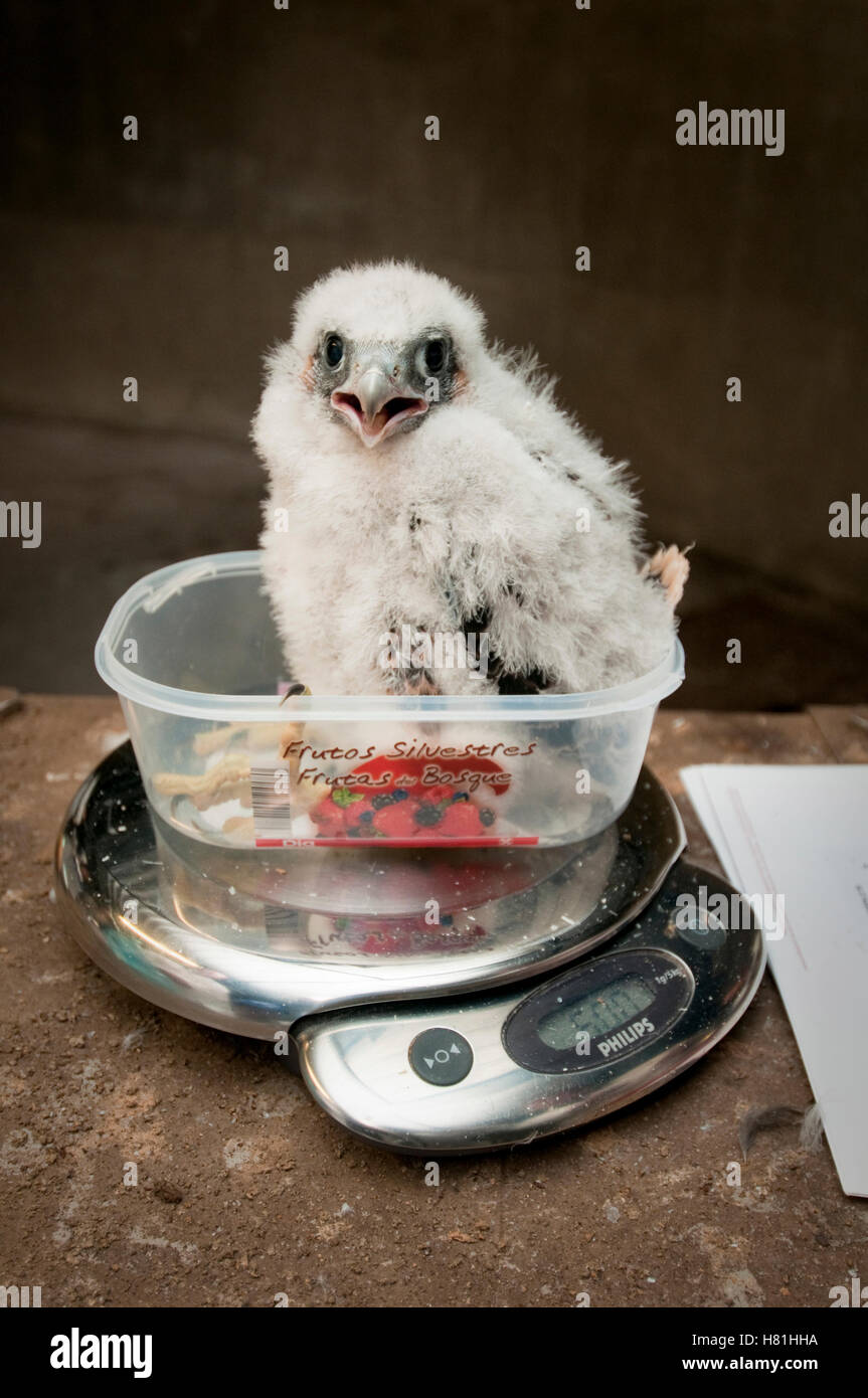 Peregrine Falcon (Falco peregrinus) banded chick being weighed, Aalst ...