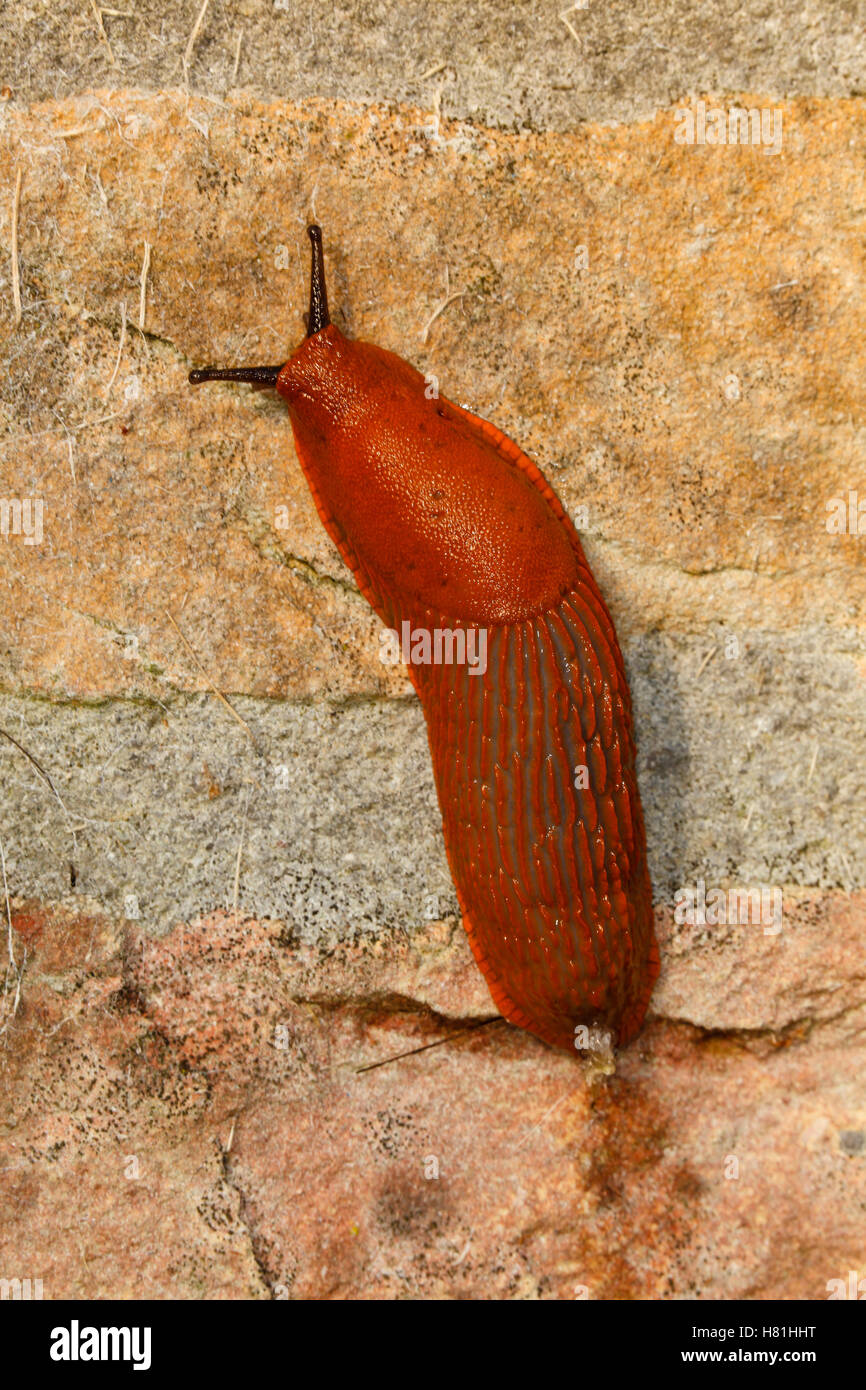 Chocolate Arion (Arion rufus) slug, Leeuwarden, Netherlands Stock Photo ...