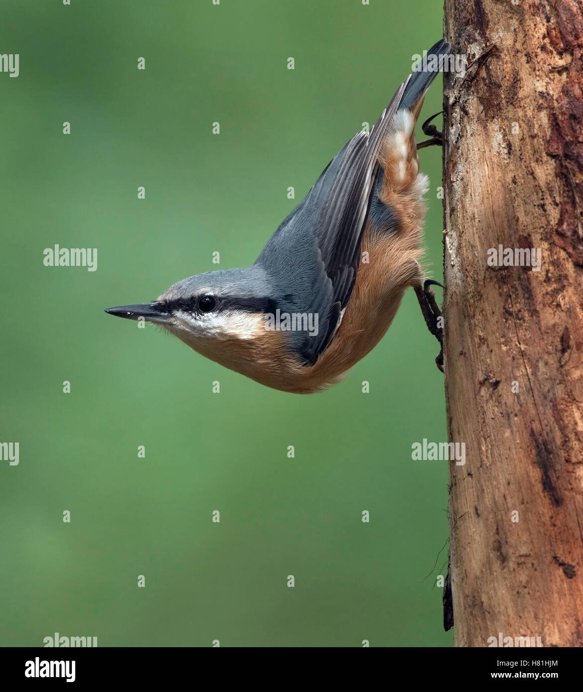 Wood Nuthatch (Sitta europaea) clinging to tree trunk, Utrecht ...