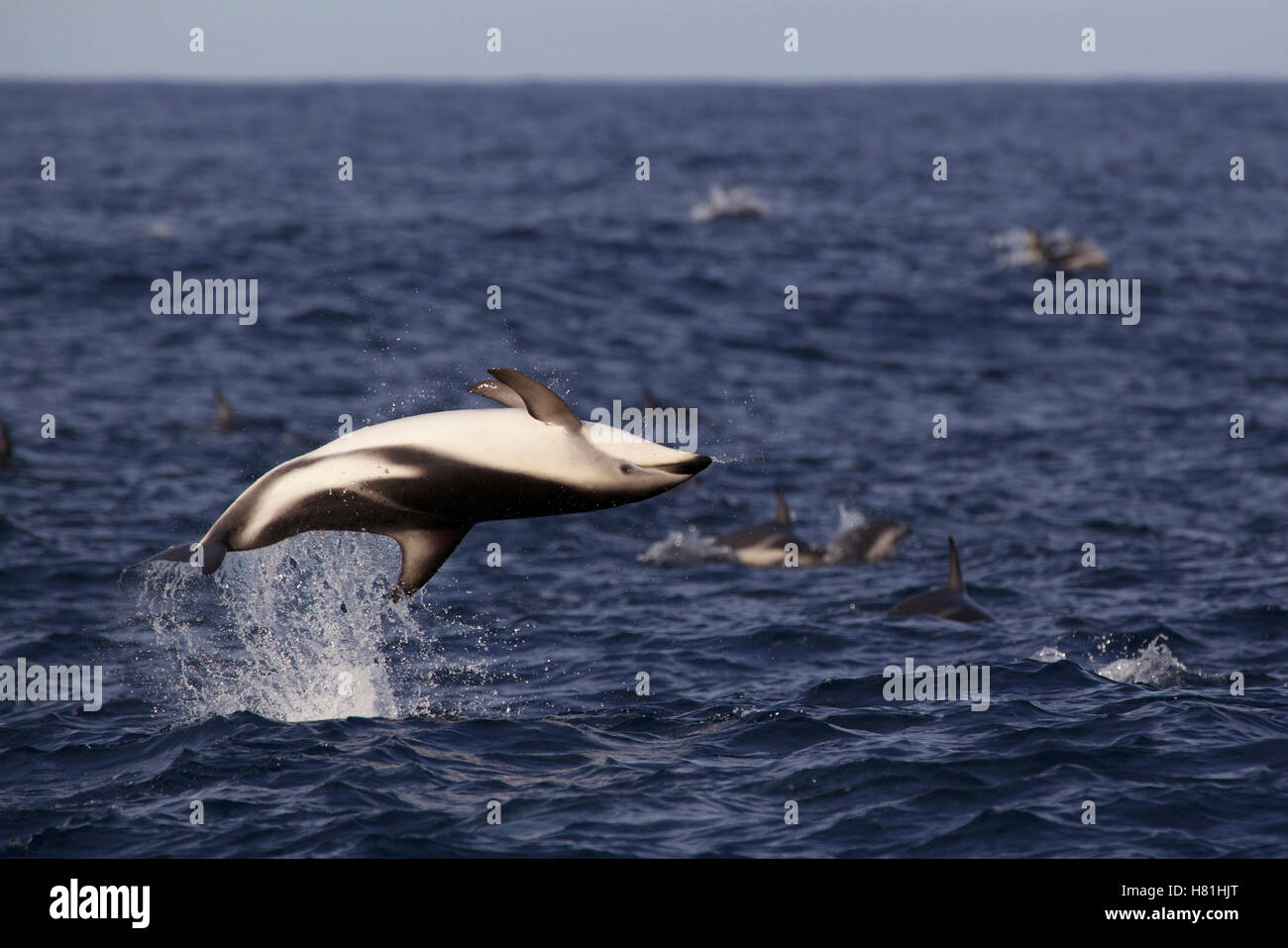 Dusky Dolphin (Lagenorhynchus obscurus) jumping, Kaikoura, New Zealand Stock Photo - Alamy