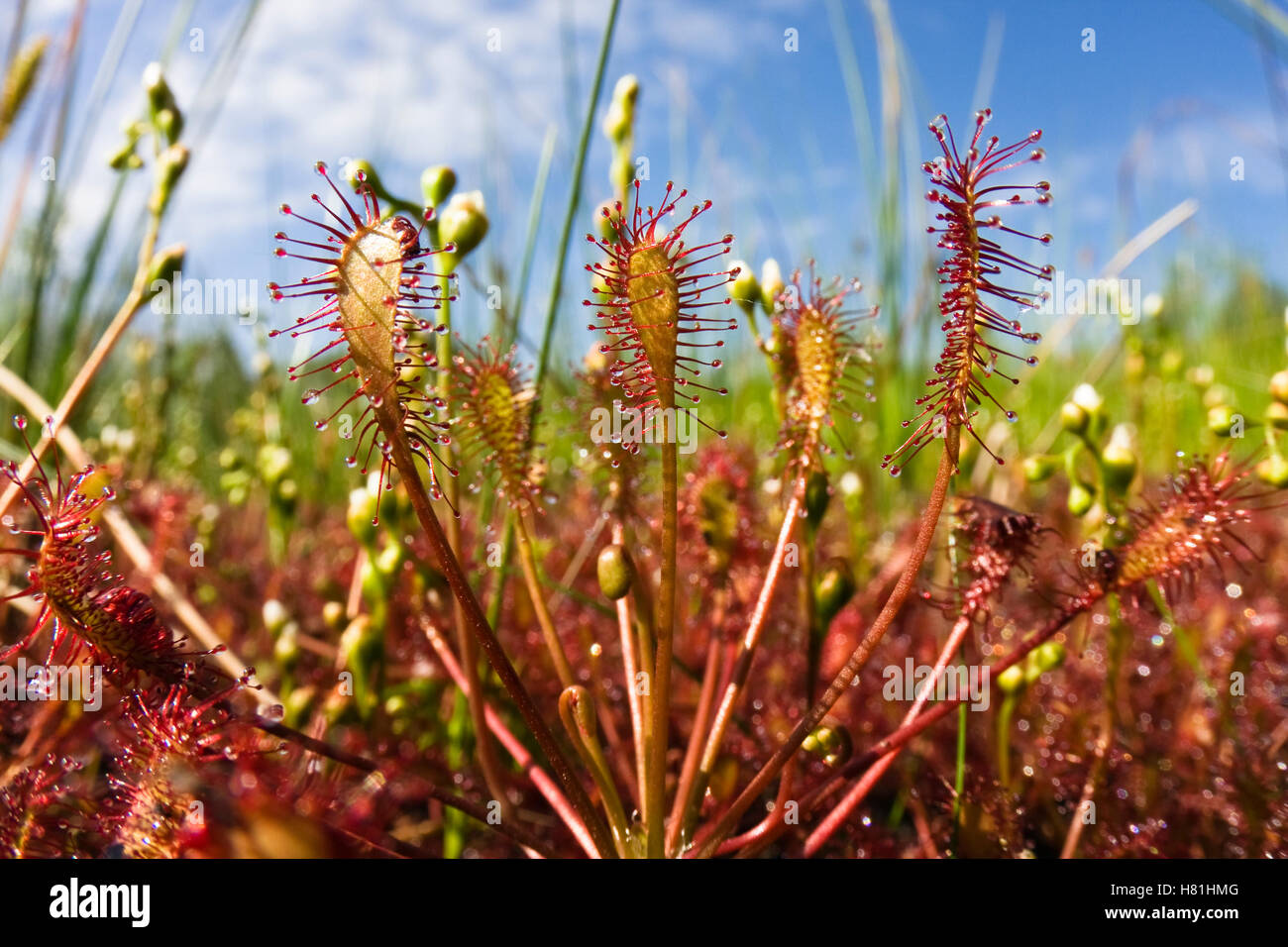 Great Sundew (Drosera anglica), Bavaria, Germany Stock Photo - Alamy