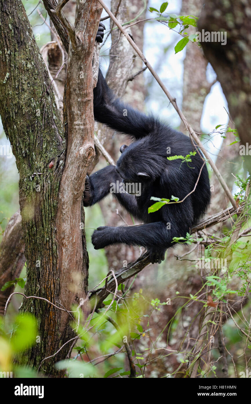 Chimpanzee (Pan troglodytes) female fishing for ants with stick, Mahale ...