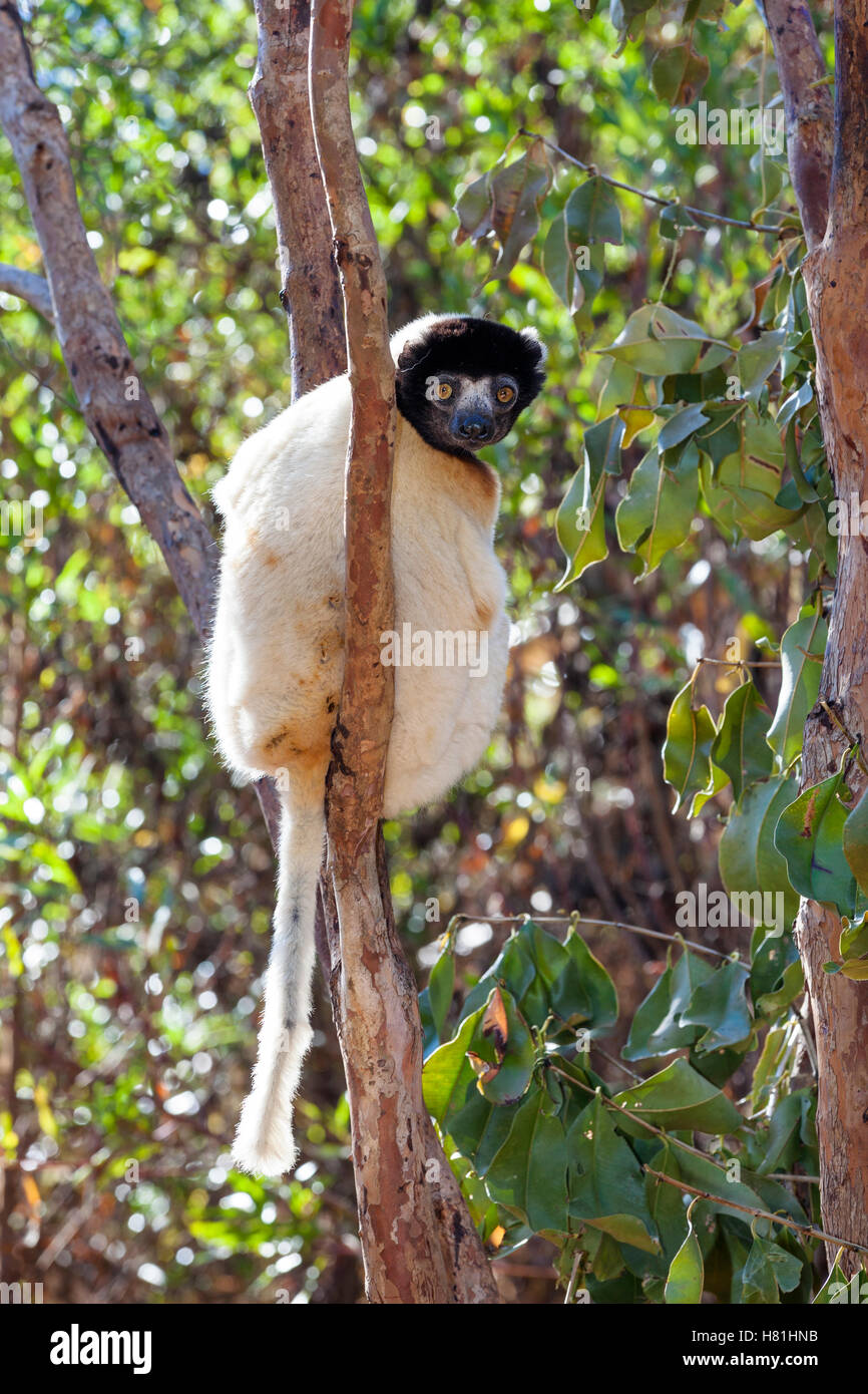 Crowned Sifaka (Propithecus verreauxi coquereli) in tree, Madagascar ...