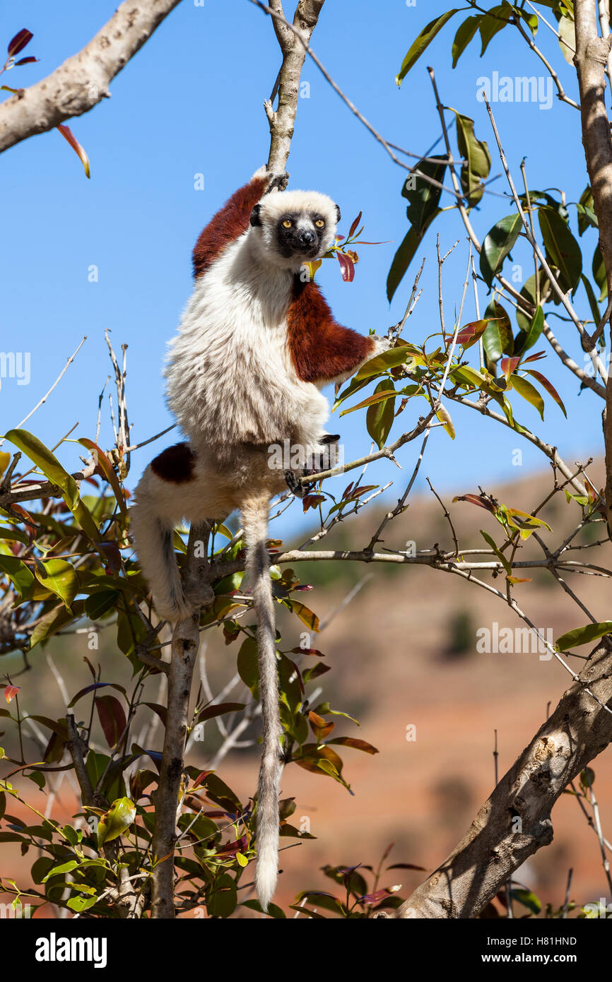 Coquerel's Sifaka (Propithecus coquereli) in tree, Ampijoroa ...