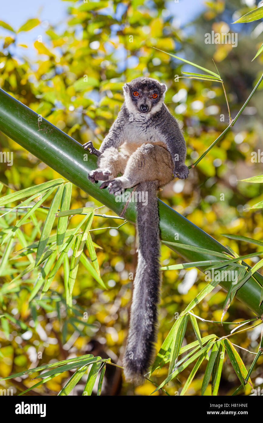 Mongoose Lemur (Eulemur mongoz) female in tree, Madagascar Stock Photo ...