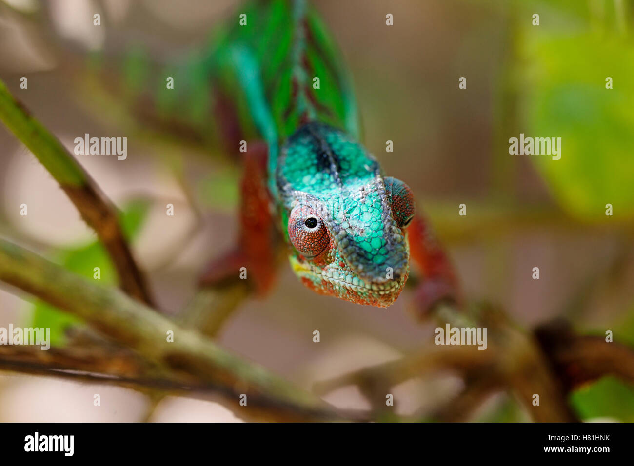Panther Chameleon (Chamaeleo pardalis) male, Madagascar, eye rotation ...
