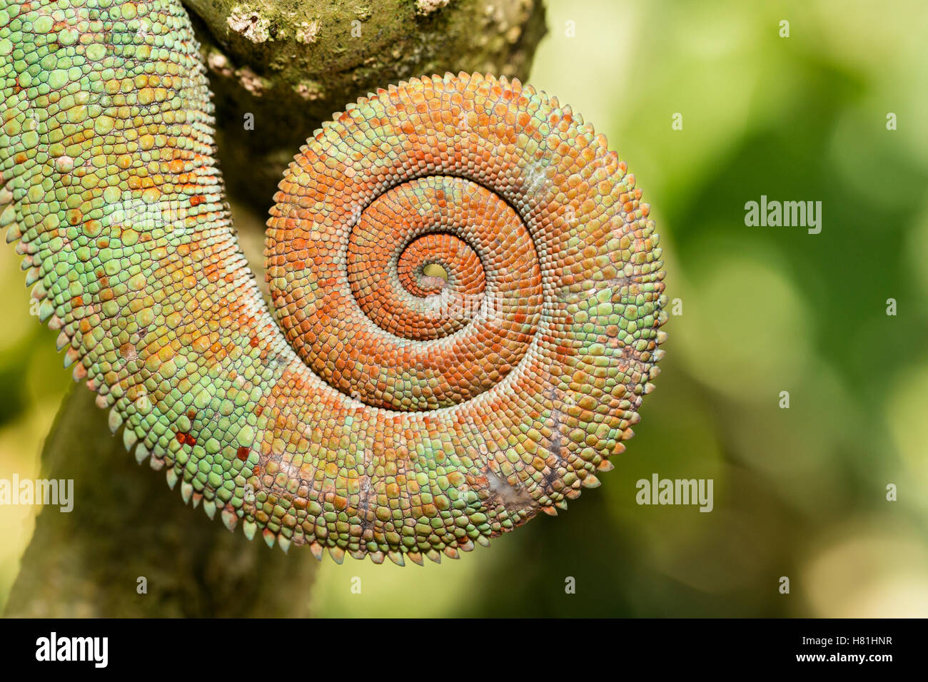 Parson's Chameleon (Calumma parsonii) coiled tail of male, Andasibe ...