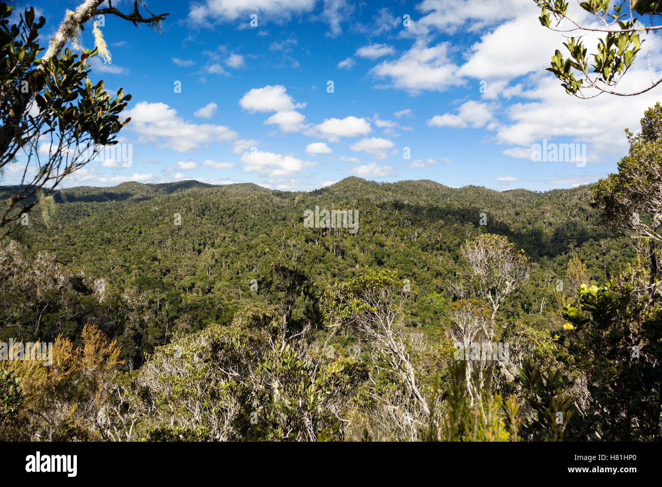 Rainforest, Andasibe Mantadia National Park, Madagascar Stock Photo - Alamy