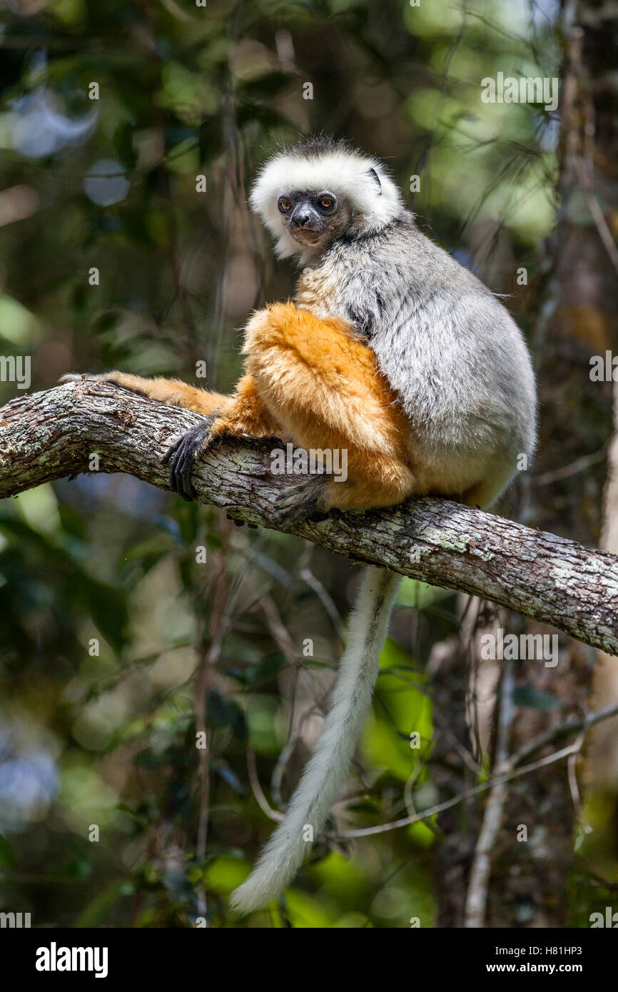 Diademed Sifaka (Propithecus diadema) in tree, Andasibe Mantadia ...