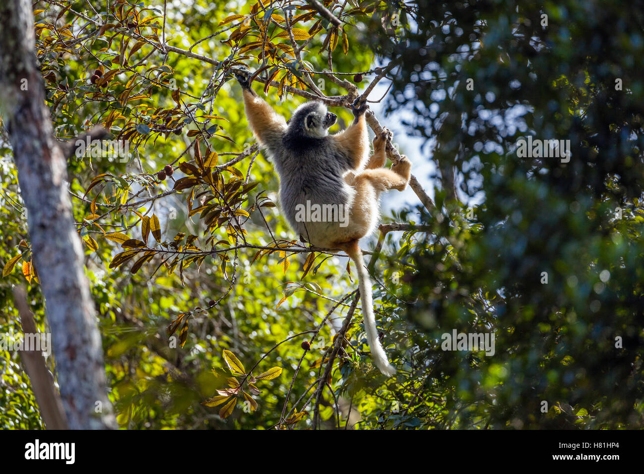 Diademed Sifaka (Propithecus diadema) in tree, Andasibe Mantadia ...