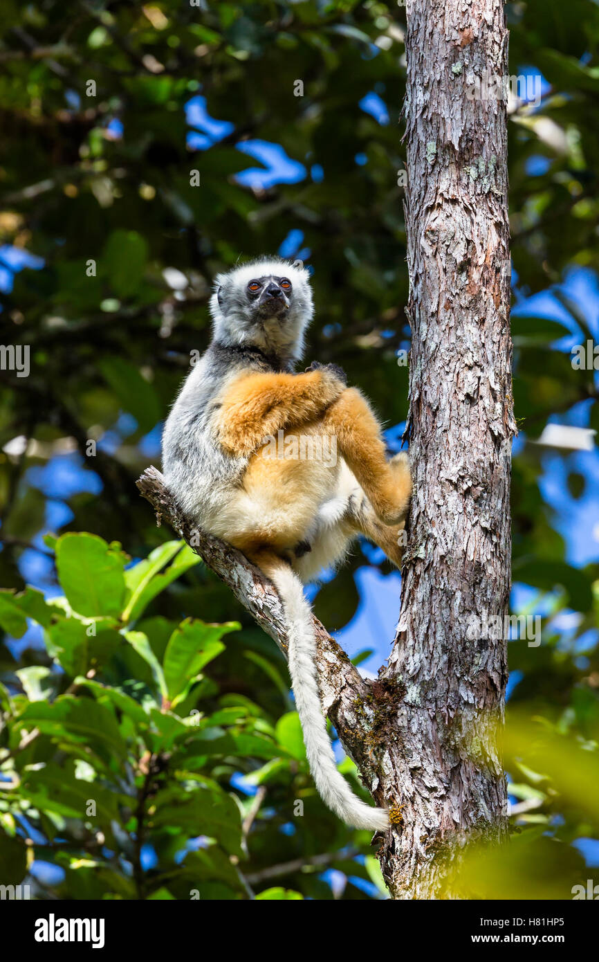 Diademed Sifaka (Propithecus diadema) in tree, Andasibe Mantadia ...