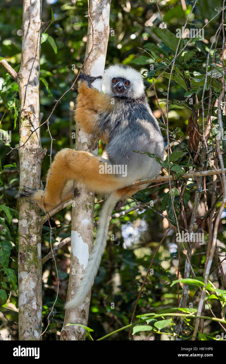 Diademed Sifaka (Propithecus diadema) in tree, Andasibe Mantadia ...