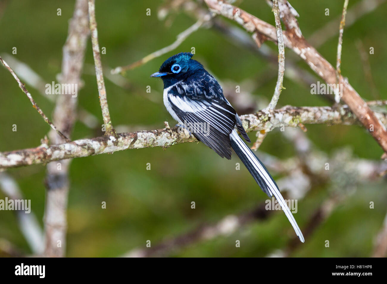 Madagascar Paradise Flycatcher (Terpsiphone mutata) white morph male ...