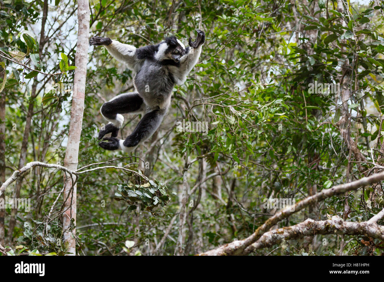 Indri jumping High Resolution Stock Photography and Images - Alamy
