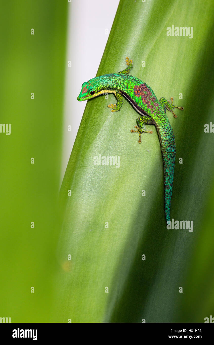Striped Day Gecko (Phelsuma lineata), Pangalanes Canal, Madagascar ...