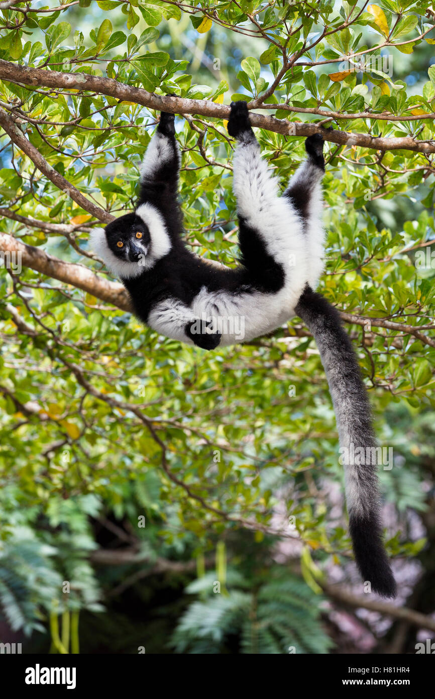 Black And White Ruffed Lemur (Varecia variegata variegata) hanging in ...