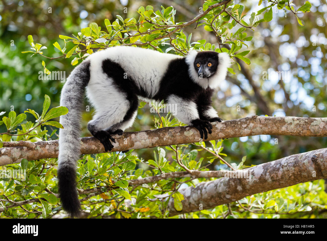 Black And White Ruffed Lemur (Varecia variegata variegata) in tree ...