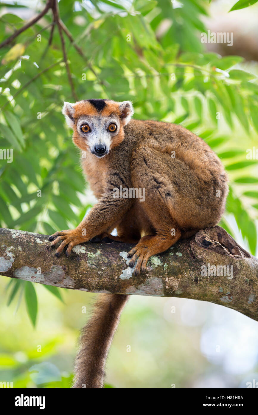 Crowned Lemur (Eulemur coronatus) male in tree, Madagascar Stock Photo ...
