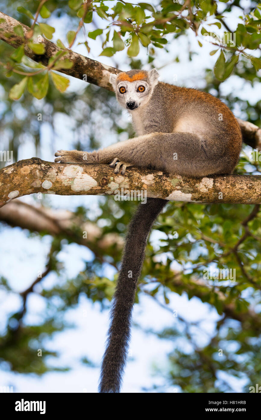 Crowned Lemur (Eulemur coronatus) female in tree, Madagascar Stock ...