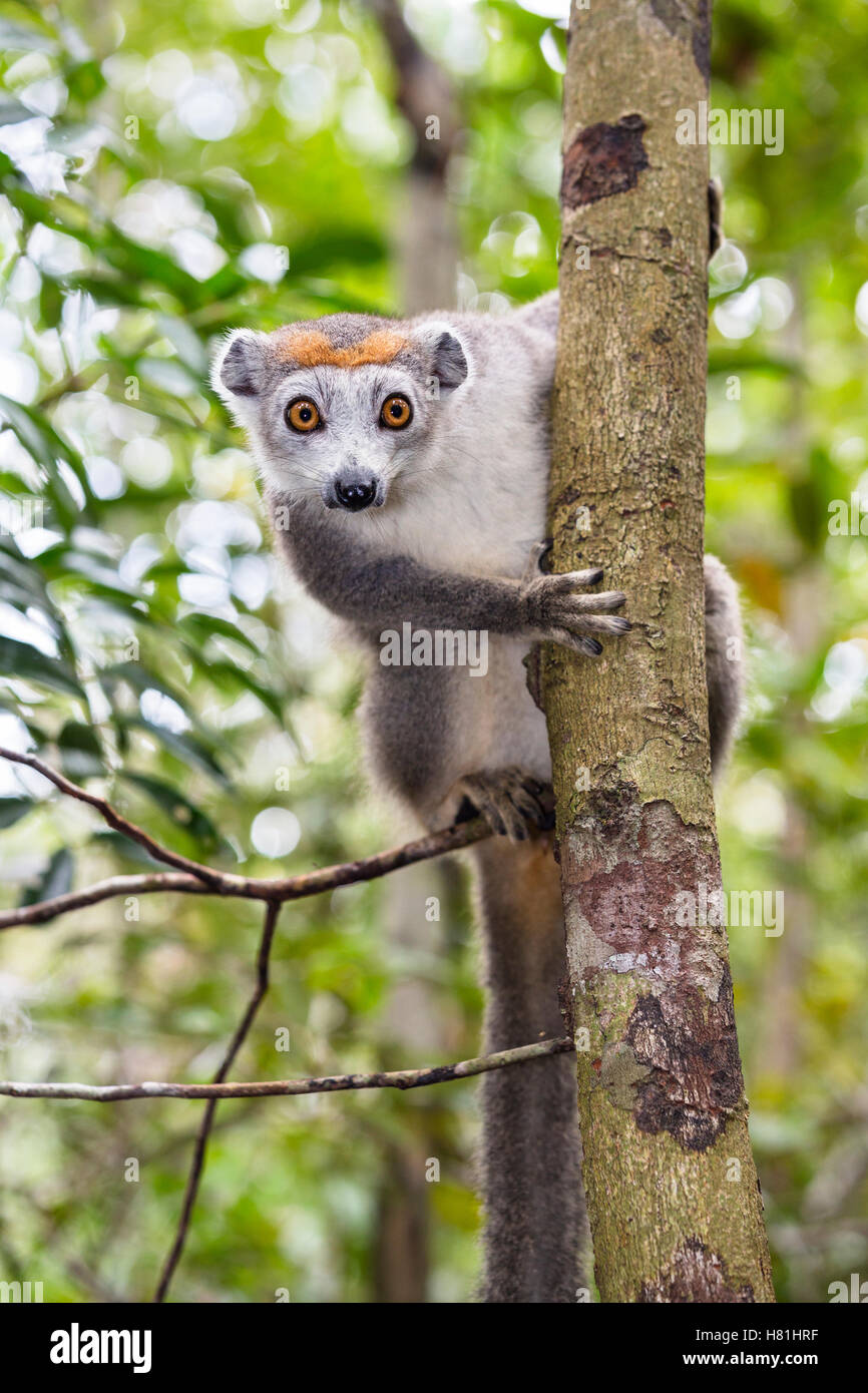 Crowned Lemur (Eulemur coronatus) female in tree, Madagascar Stock ...