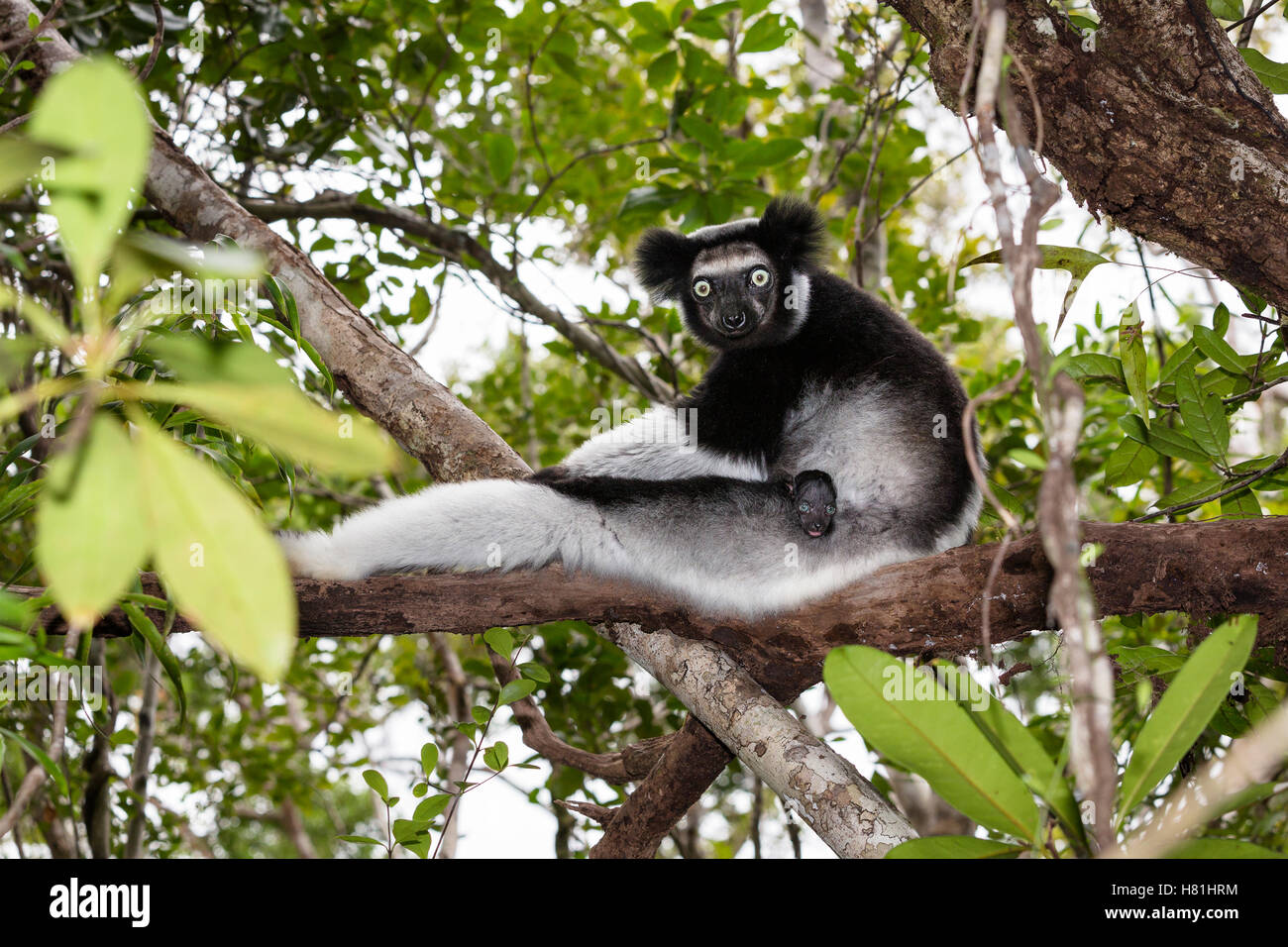Indri (Indri indri) mother and young, Andasibe Mantadia National Park ...