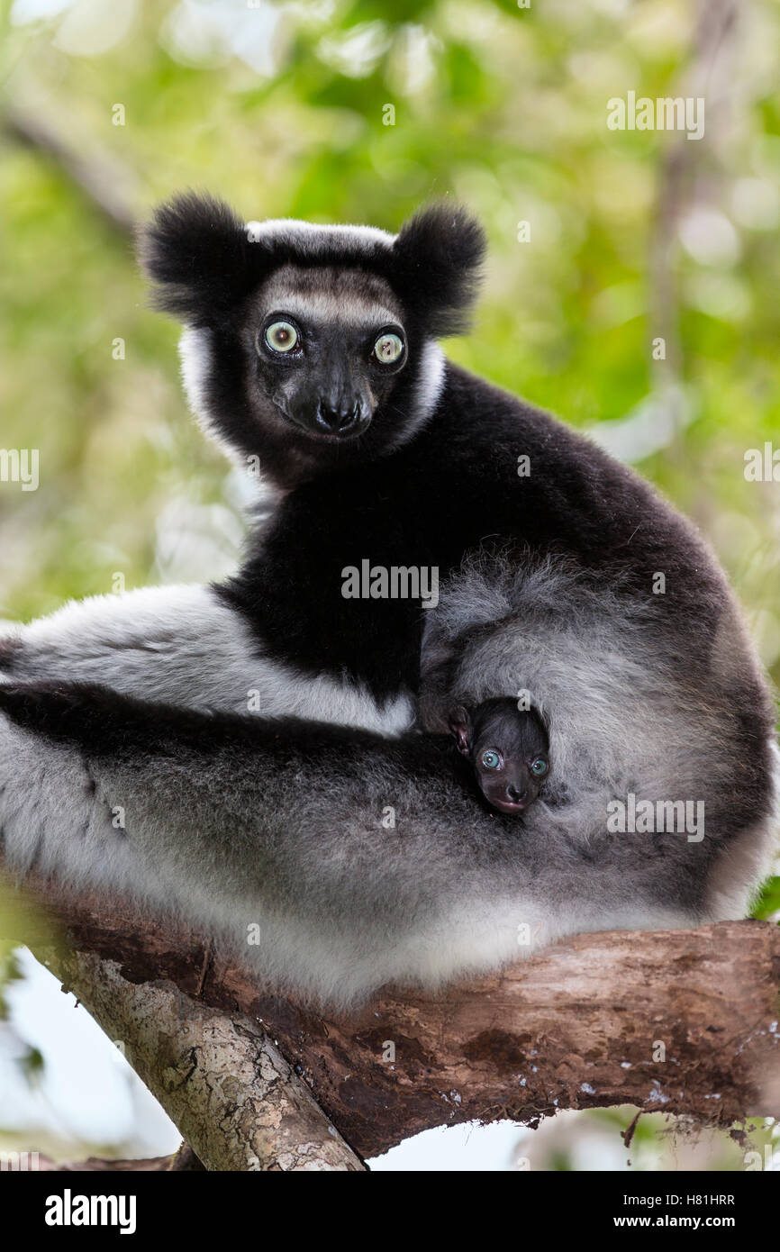 Indri (Indri indri) mother and young, Andasibe Mantadia National Park ...