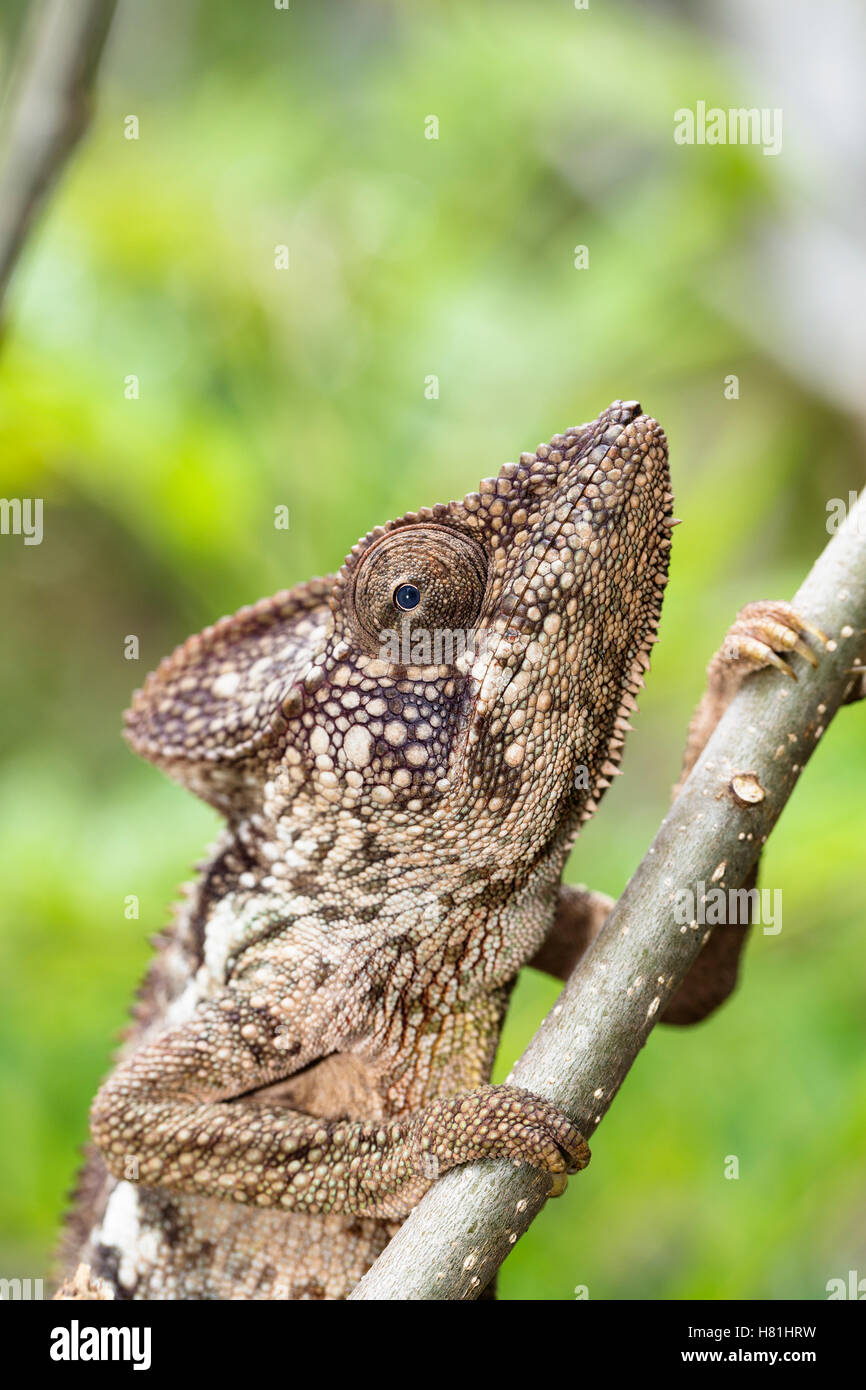 Spiny Chameleon (Chamaeleo verrucosus), Pangalanes Canal, Madagascar ...