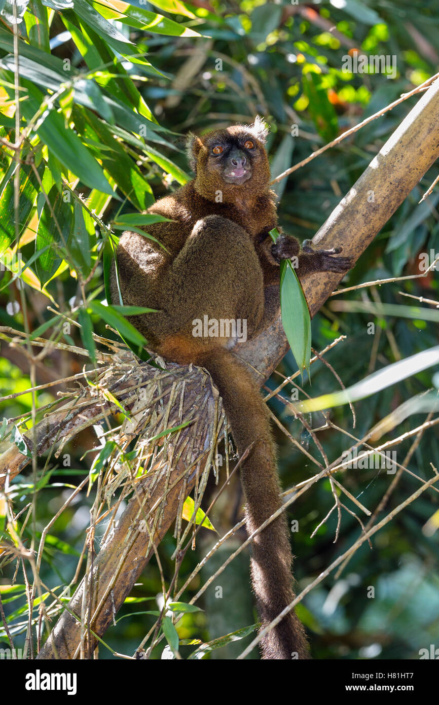 Greater Bamboo Lemur (Prolemur simus), Ranomafana National Park ...