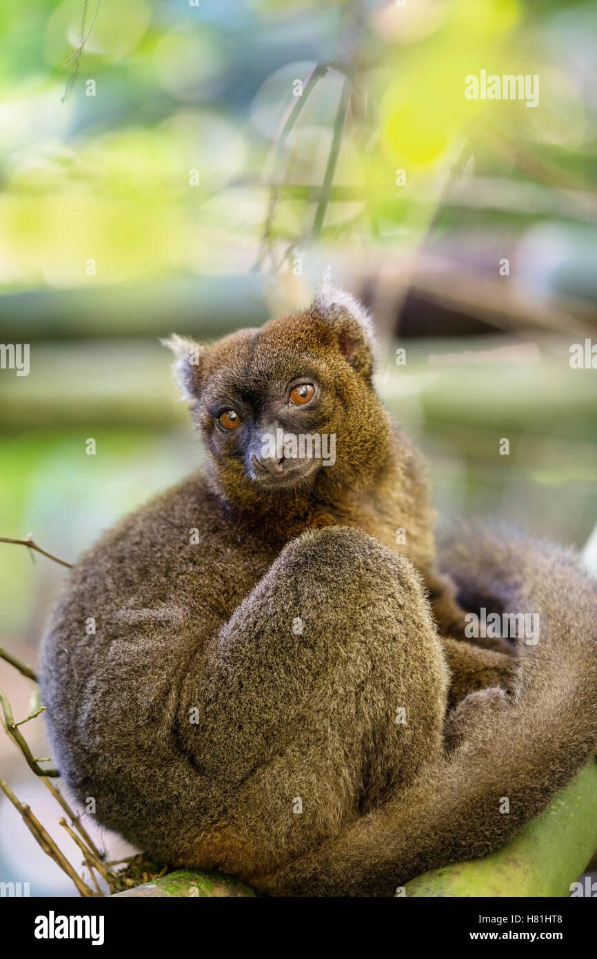 Greater Bamboo Lemur (Prolemur simus), Ranomafana National Park ...