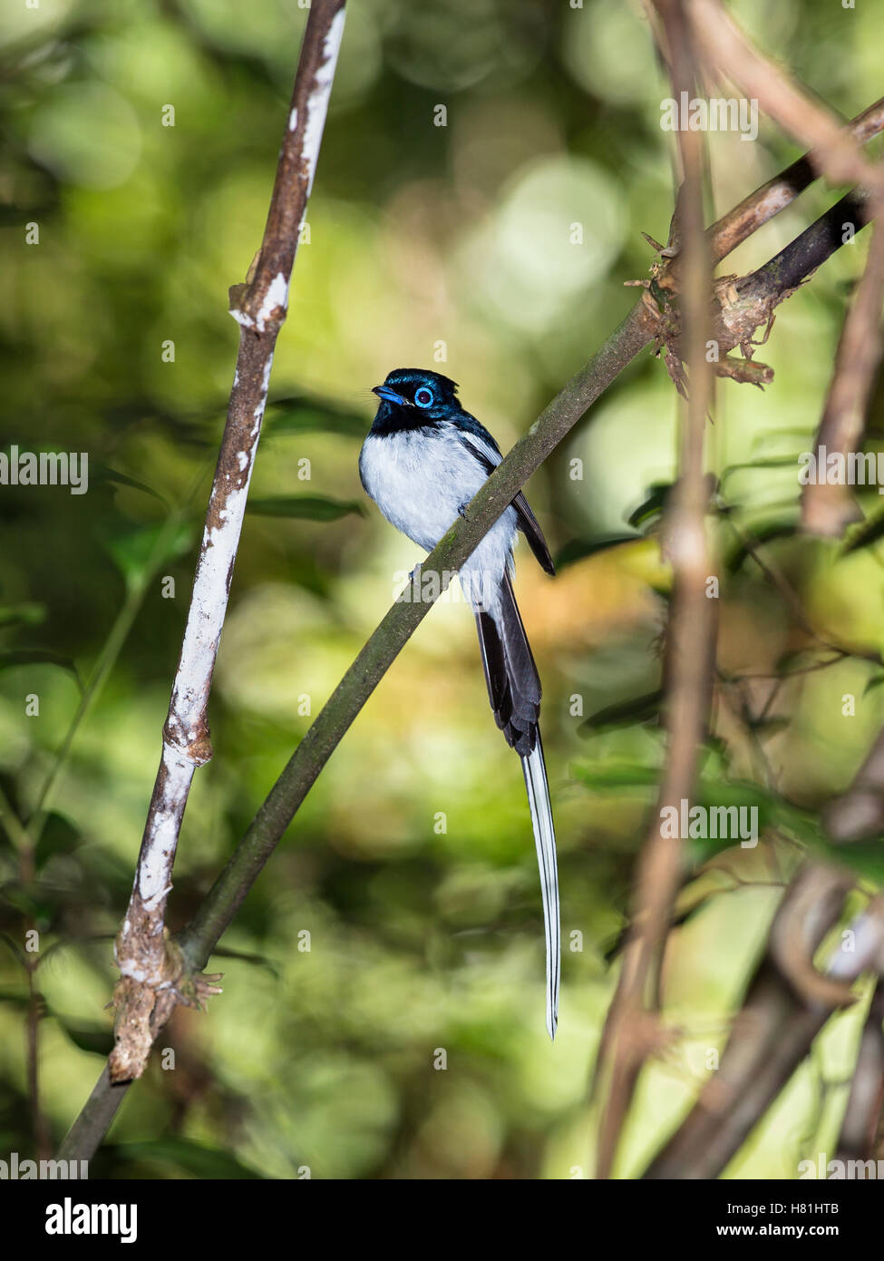 Madagascar Paradise Flycatcher (Terpsiphone mutata) white morph male ...
