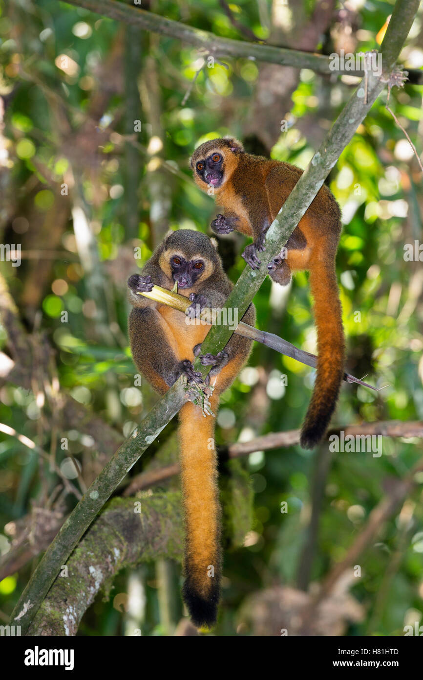 Golden Bamboo Lemur (Hapalemur aureus) mother with young eating bamboo ...