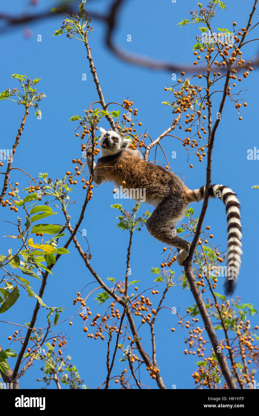 Ring-tailed Lemur (Lemur catta) feeding on fruit in tree near Ambalavao ...