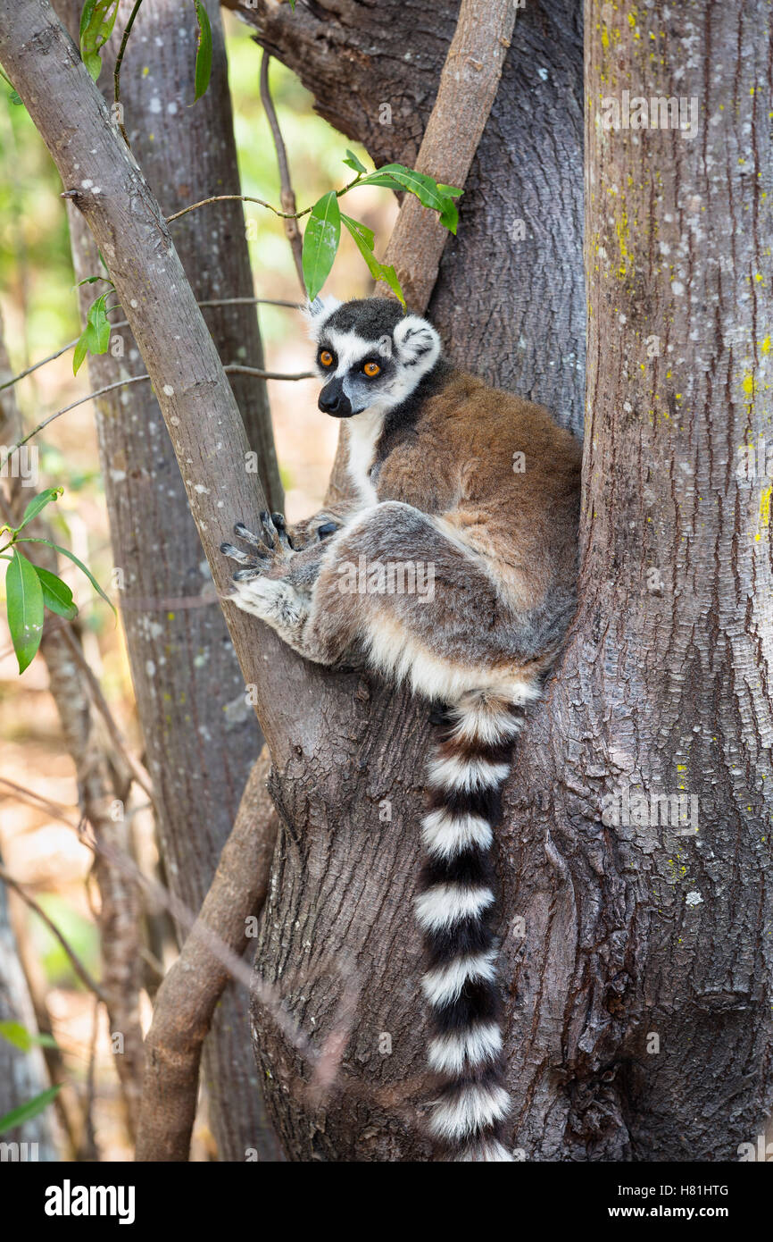 Ring-tailed Lemur (Lemur catta) in tree near Ambalavao, Madagascar ...