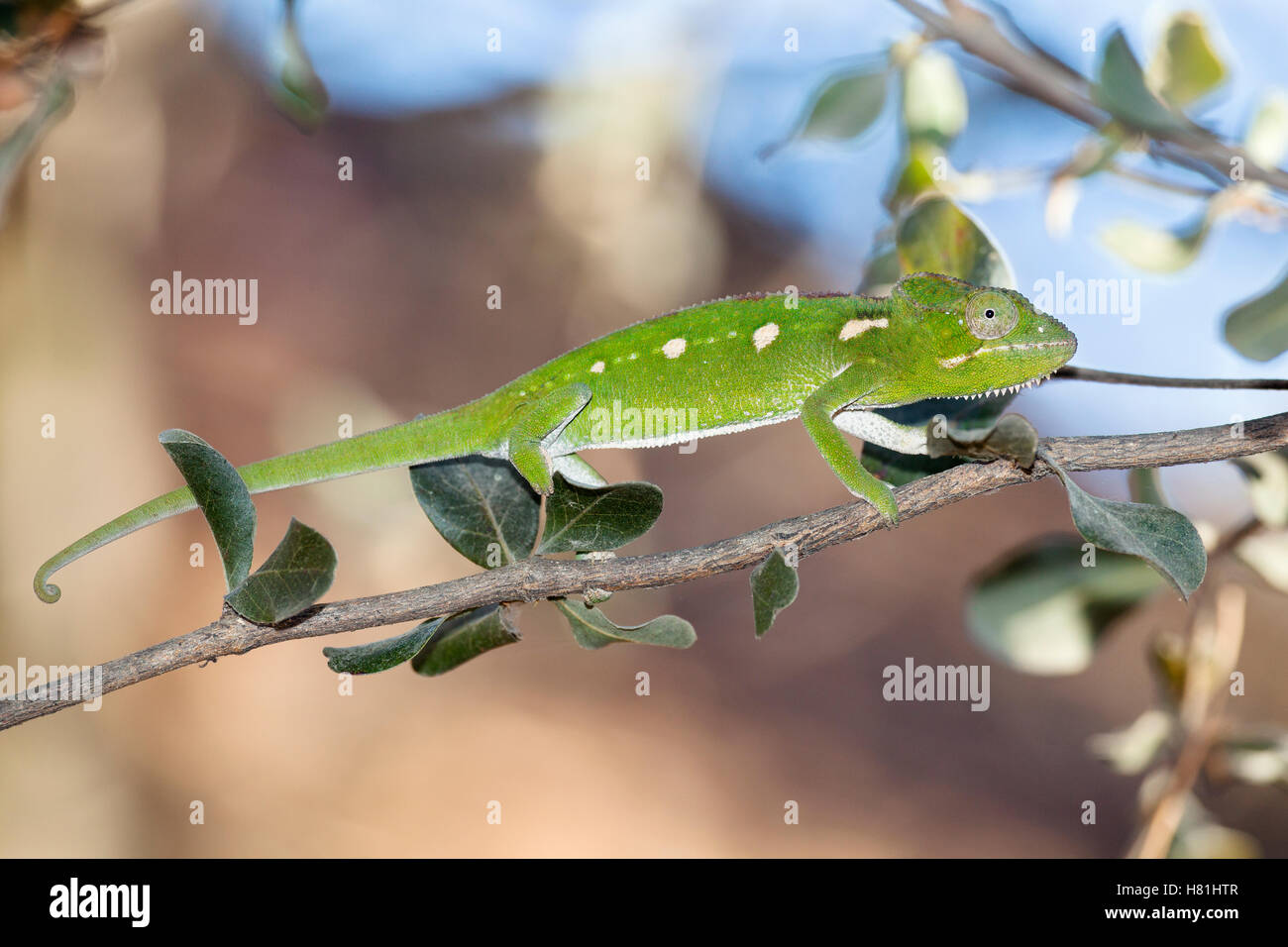 Spiny Chameleon (Chamaeleo verrucosus), Isalo National Park, Madagascar ...