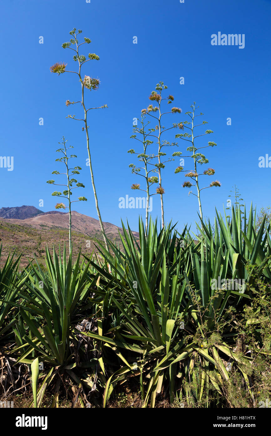 Sisal (Agave sisalana) flowering, Madagascar Stock Photo - Alamy