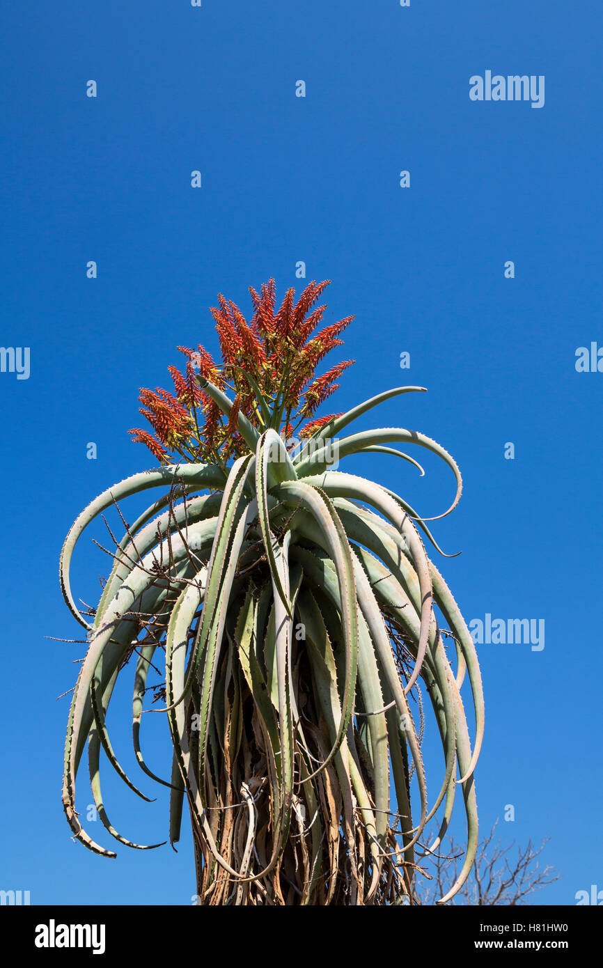 Madagascar Aloe (Aloe vaombe) flowering, Madagascar Stock Photo - Alamy