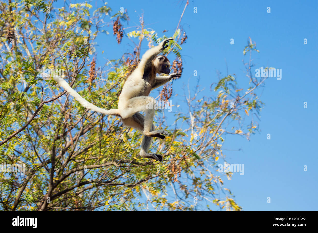 Verreaux's Sifaka (Propithecus verreauxi) jumping between trees ...