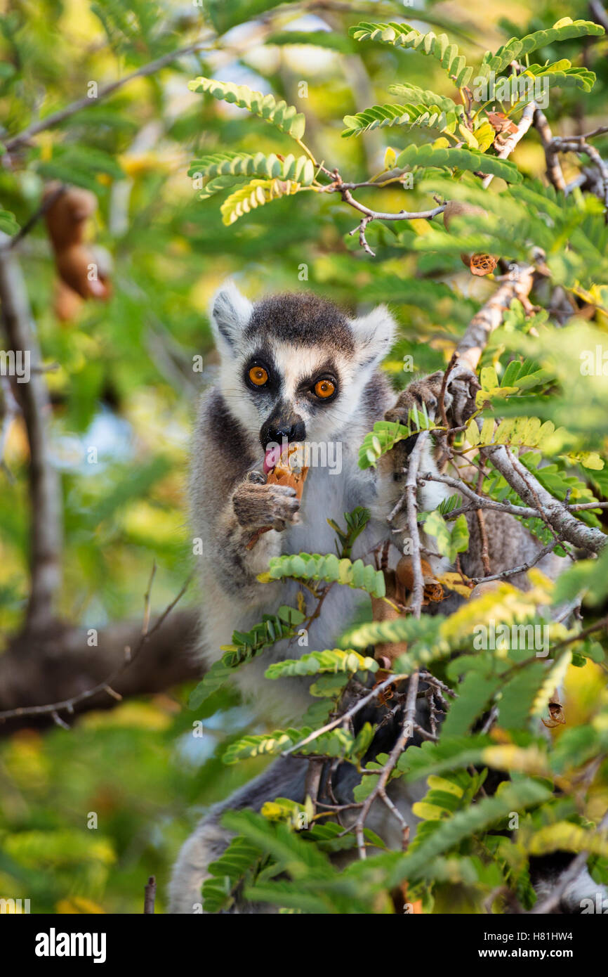 Ring-tailed Lemur (Lemur catta) eating tamarind fruit, Berenty Reserve ...